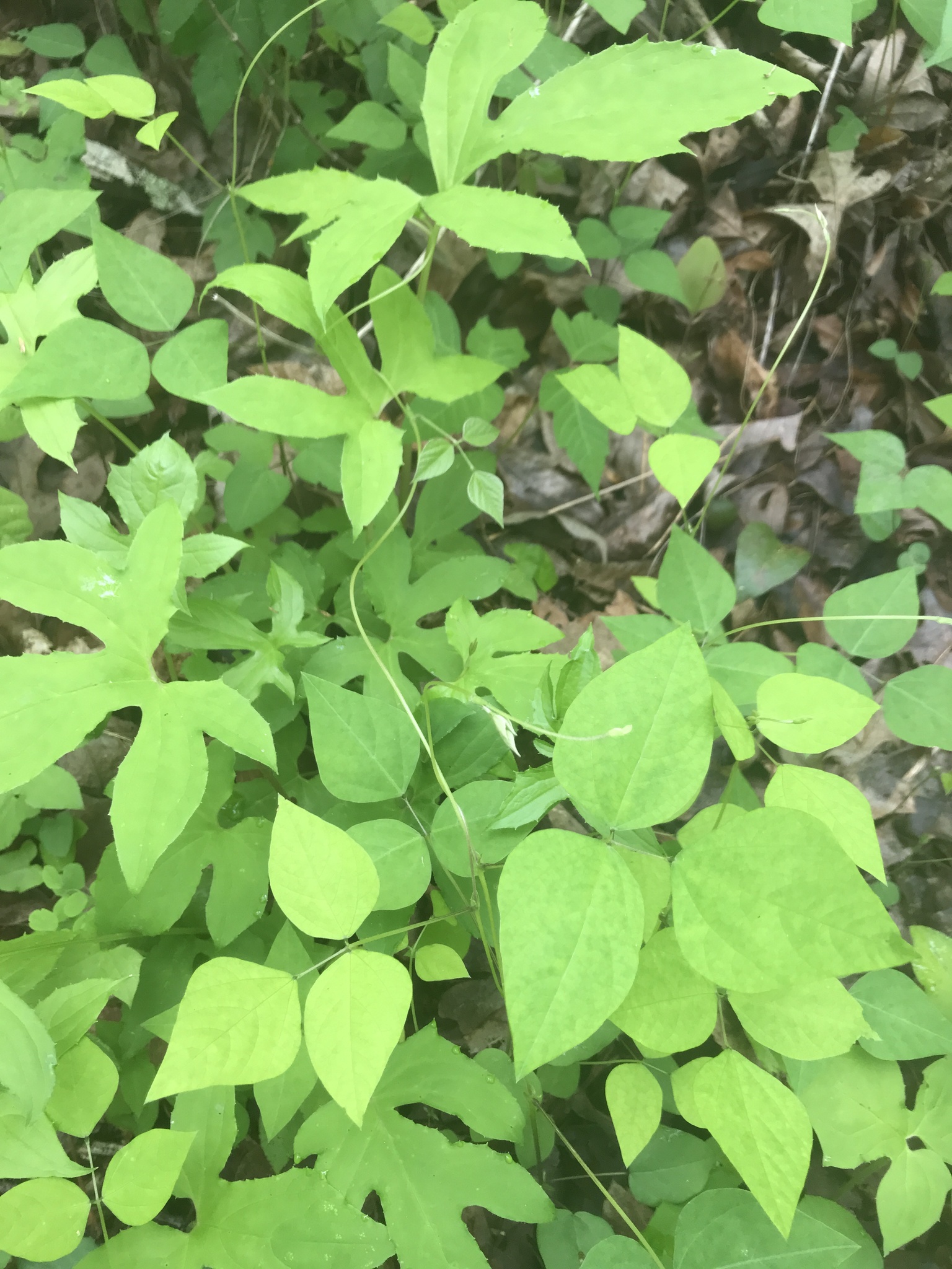 Amphicarpaea Elliott ex Nutt.