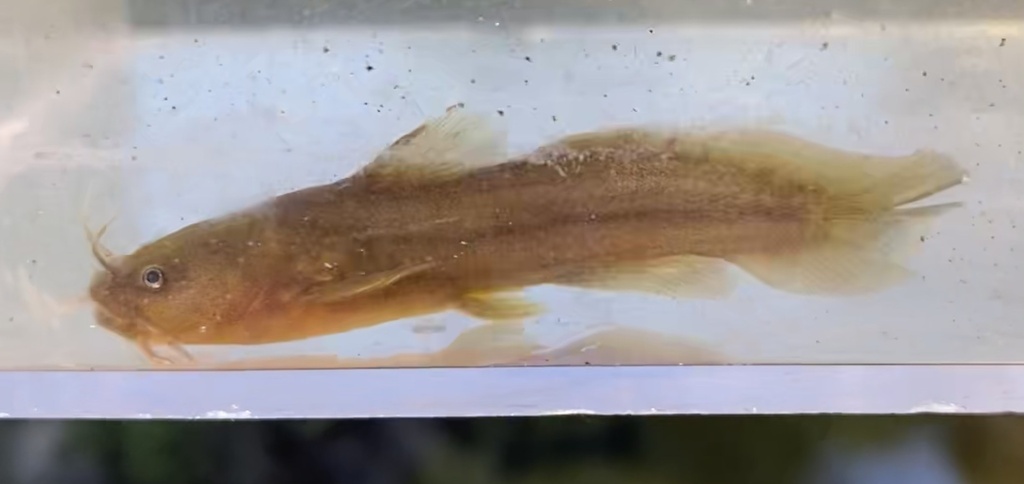 Tadpole Madtom from Frostproof, FL, US on April 16, 2023 at 09:36 AM by ...