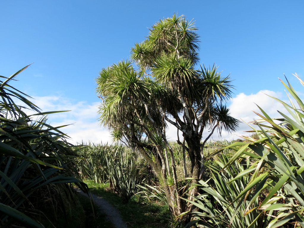 New Zealand cabbage tree (Cordyline australis) - Botanical Realm