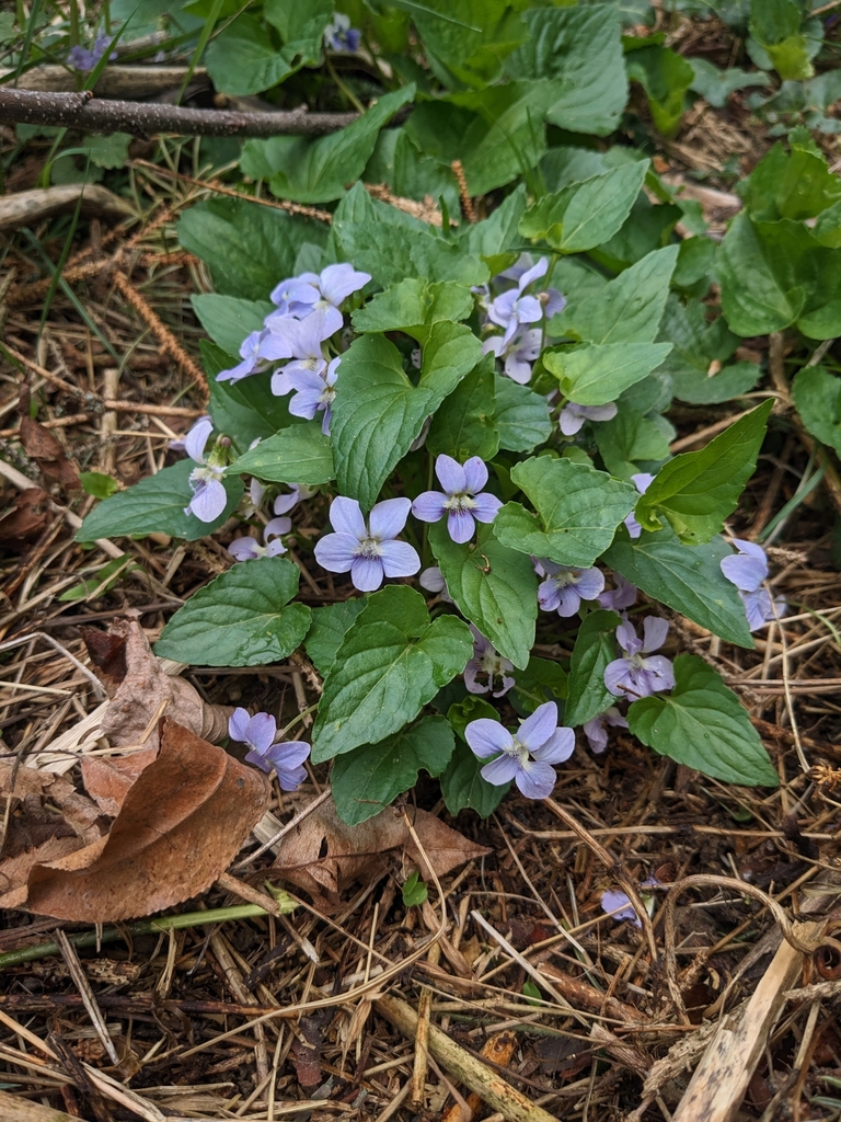 Missouri Violet in April 2023 by kelsey-s. Found growing in a ...