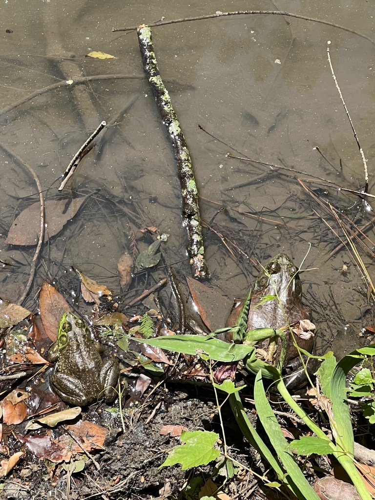 American Bullfrog from Grant Park, Atlanta, GA, US on April 11, 2023 at ...