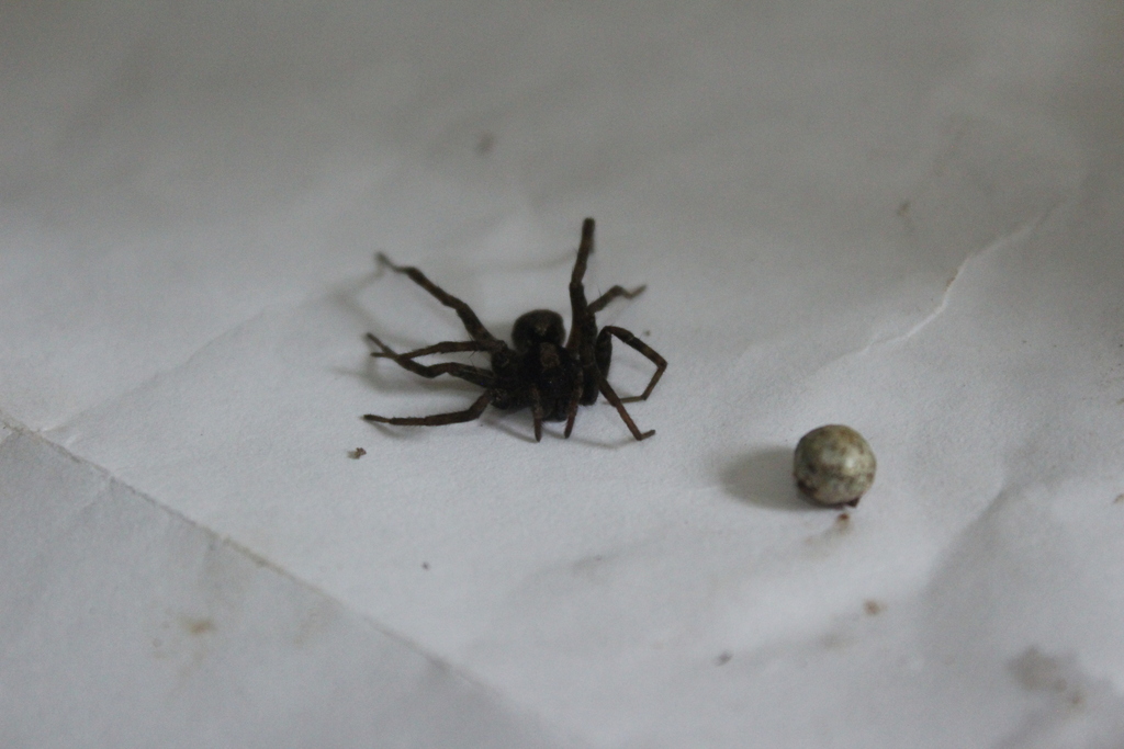 Wolf Spiders from Villavicencio, Meta, Colombia on April 15, 2023 at 10 ...