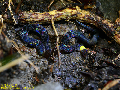 White-collared Reed Snake (Pseudorabdion albonuchalis) - Snakes and Lizards