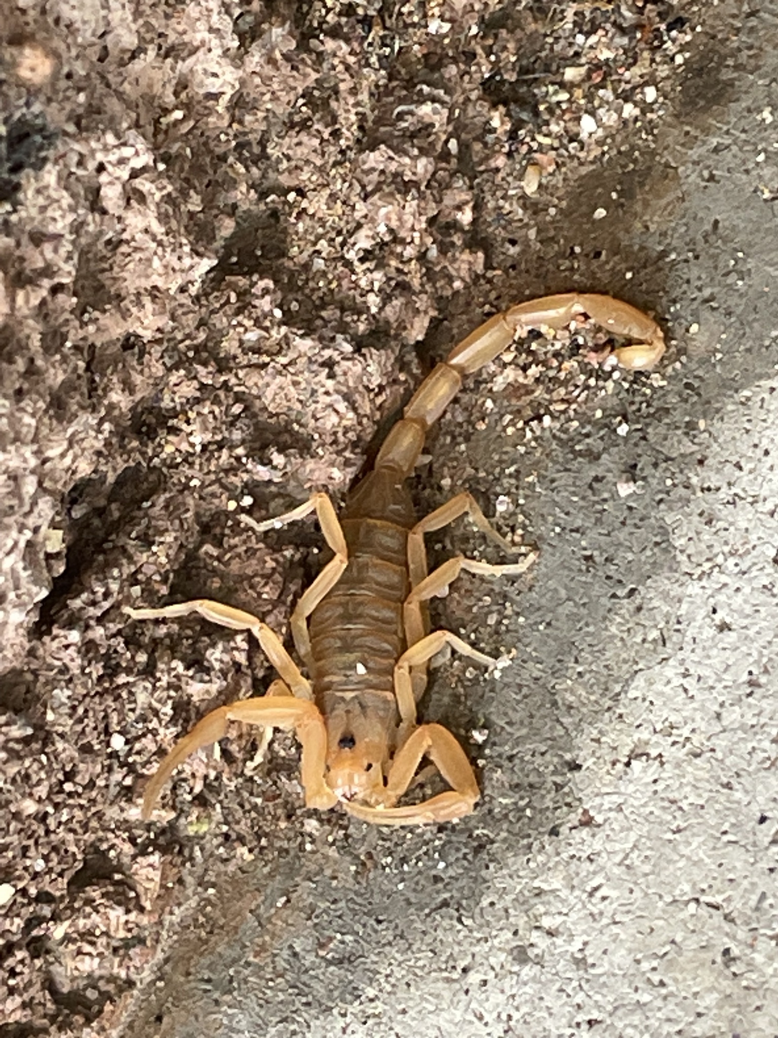 Centruroides sculpturatus Ewing, 1928