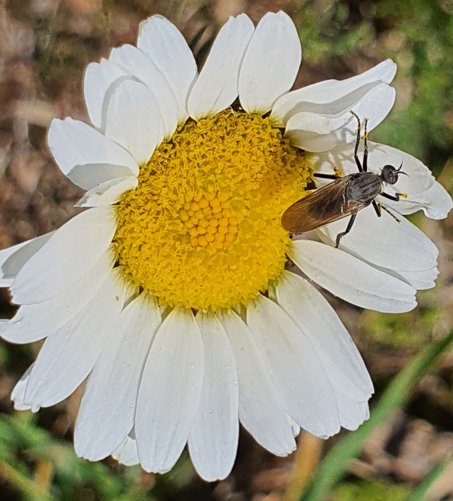 Empidini from As-Suwayda, SY-SU, SY on April 16, 2023 at 02:37 PM by Wa ...