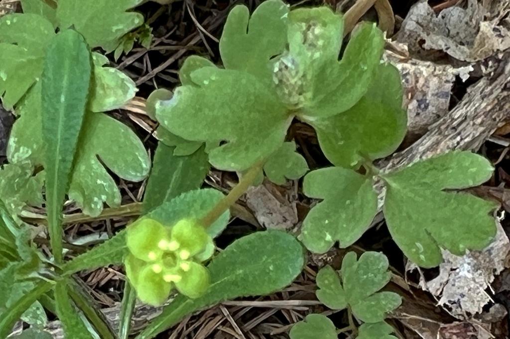 Moschatel from Mnichovo Hradiště, Česko on April 16, 2023 at 02:37 PM ...