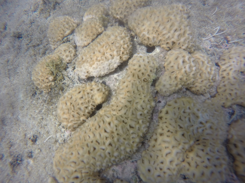 Sea Mat from Tanzania on October 17, 2018 at 06:33 AM by Cristina. DCIM ...