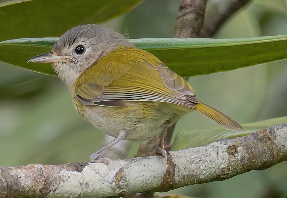 Lesser Greenlet from 7 km del desvío de La Guama, Los Pinos Lago de ...