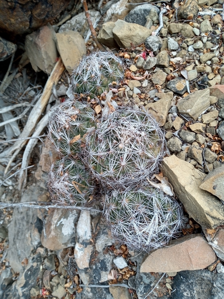 Coryphantha neglecta from 66046 N.L., México on April 07, 2023 at 02:29 ...