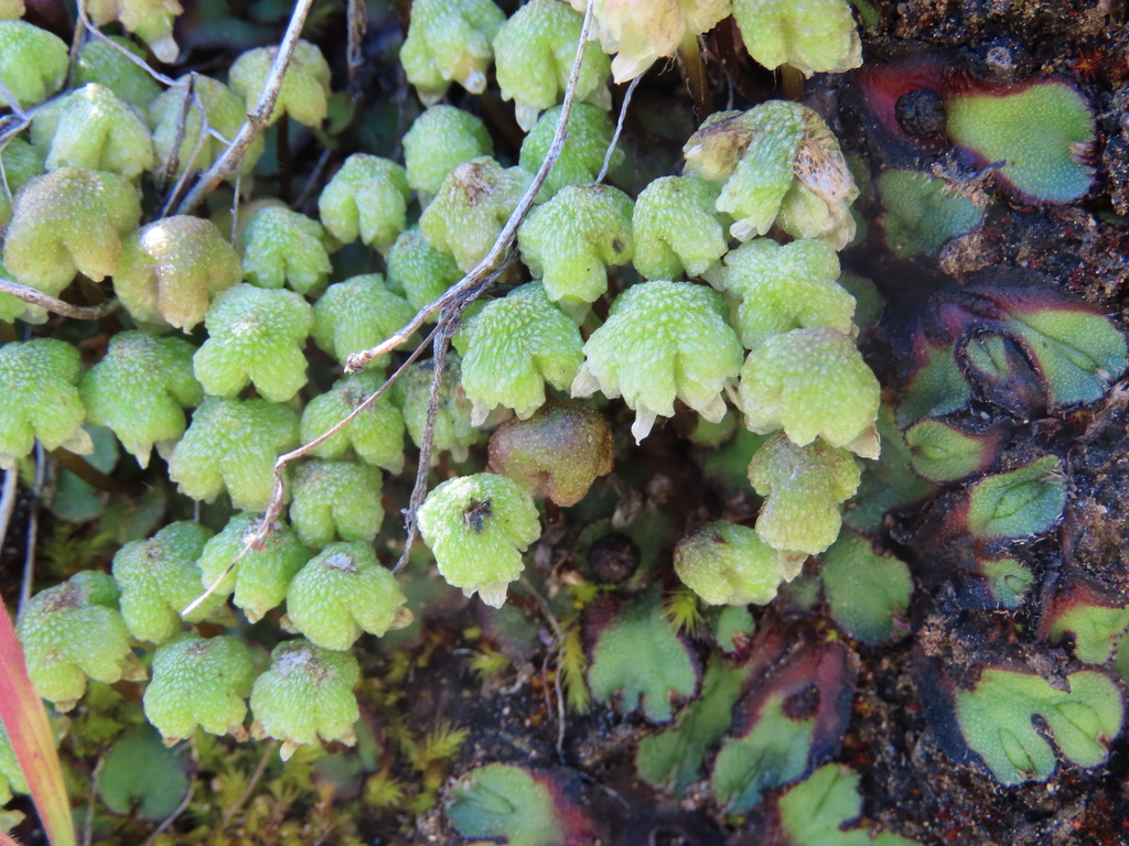 California asterella from Riverside County, CA, USA on April 11, 2023 ...
