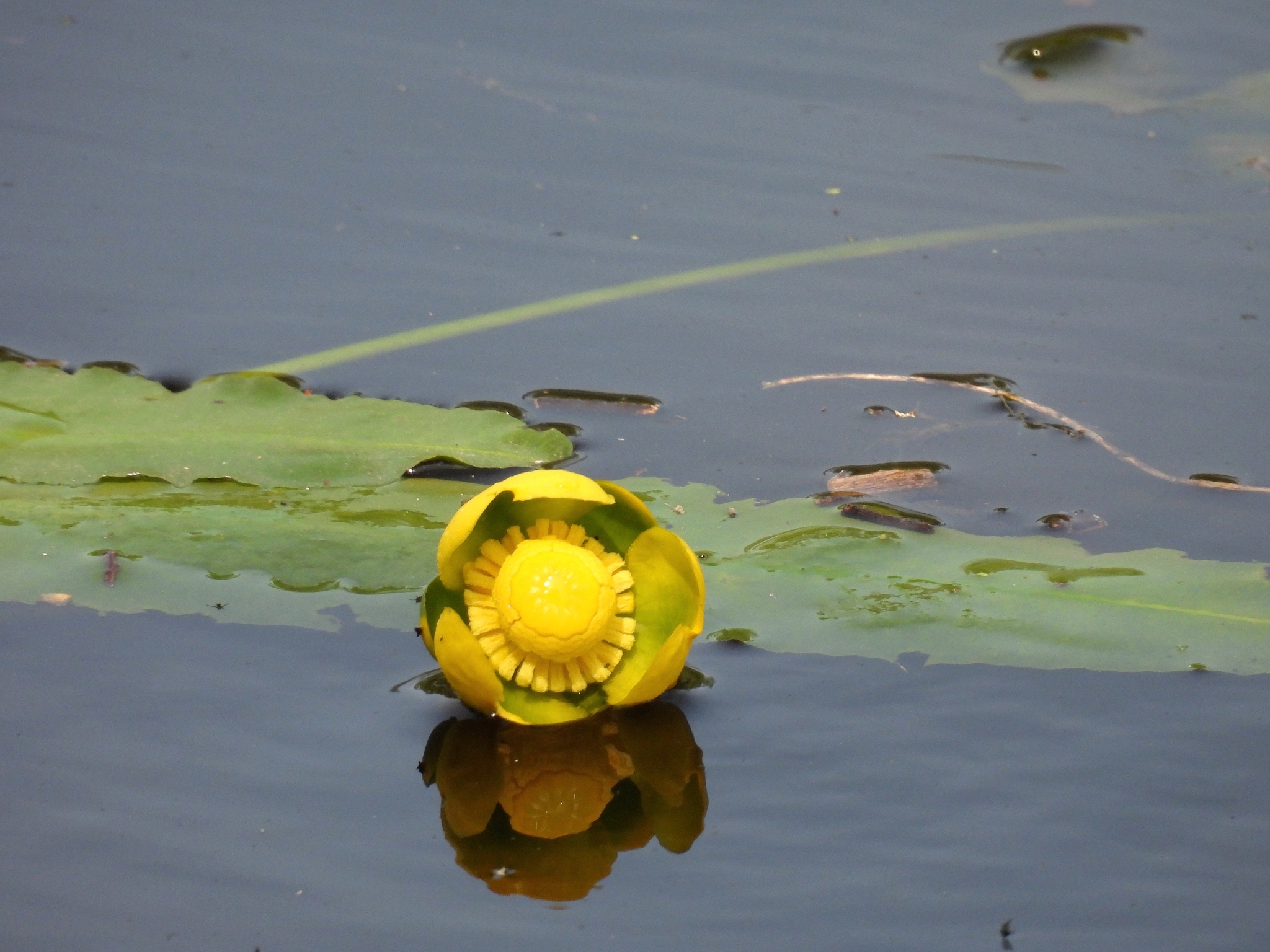 Nuphar sagittifolia (Walter) Pursh