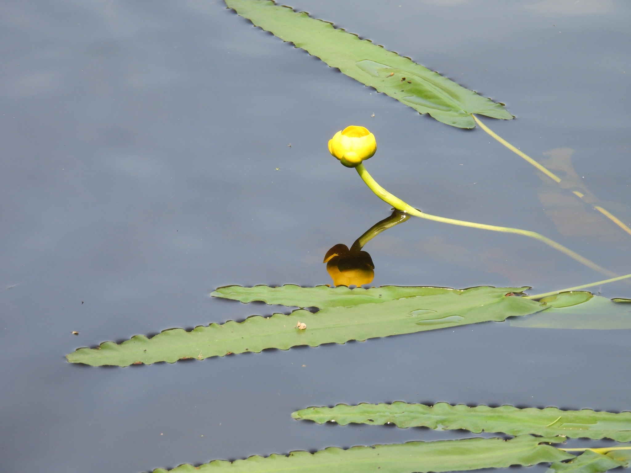 Nuphar sagittifolia (Walter) Pursh