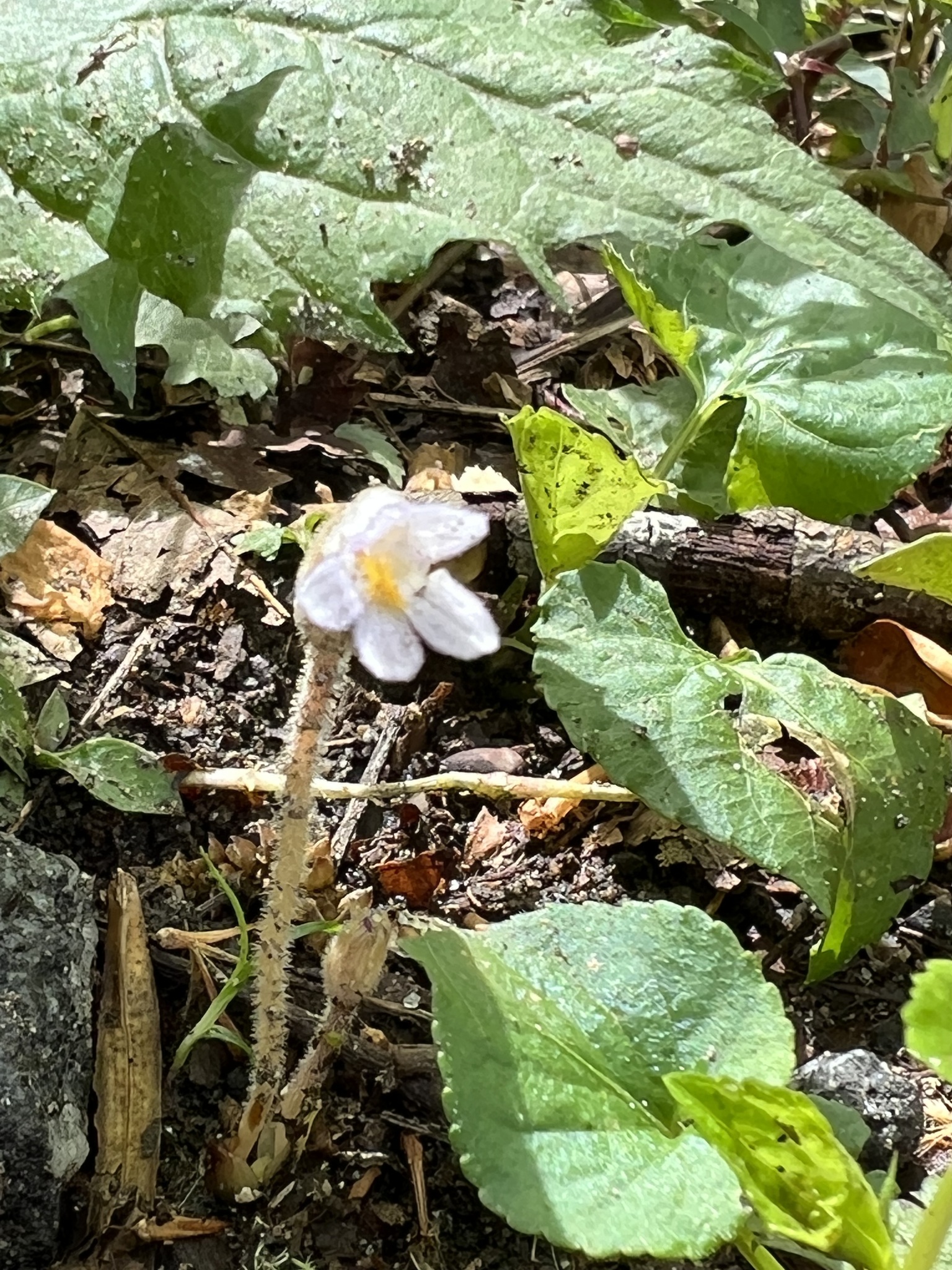 Aphyllon uniflorum (L.) Torr. & A.Gray