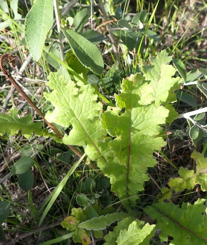 Purple Ragwort from Uitzigt 216, Ptn 113, Garden Route District ...