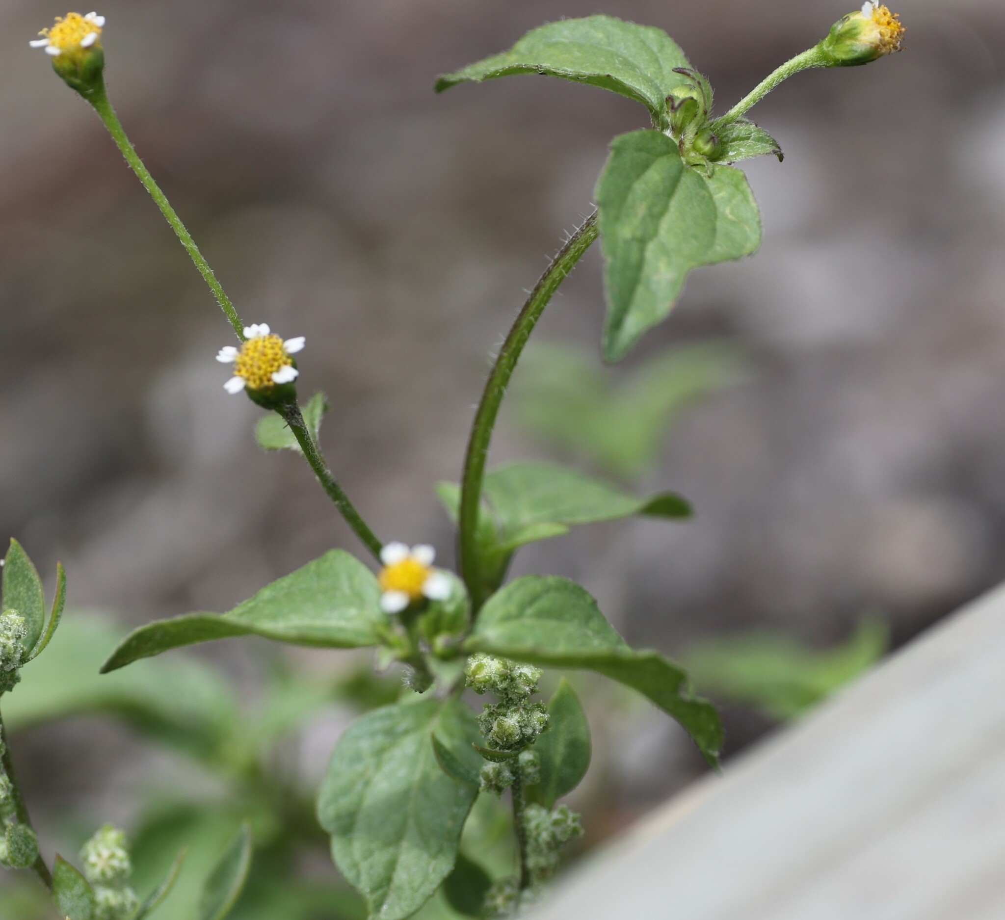 Galinsoga parviflora Cav.