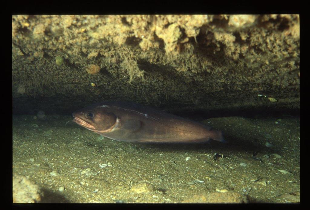 Bearded Rock Cod from adelaide on January 1, 1990 by Marine Life ...