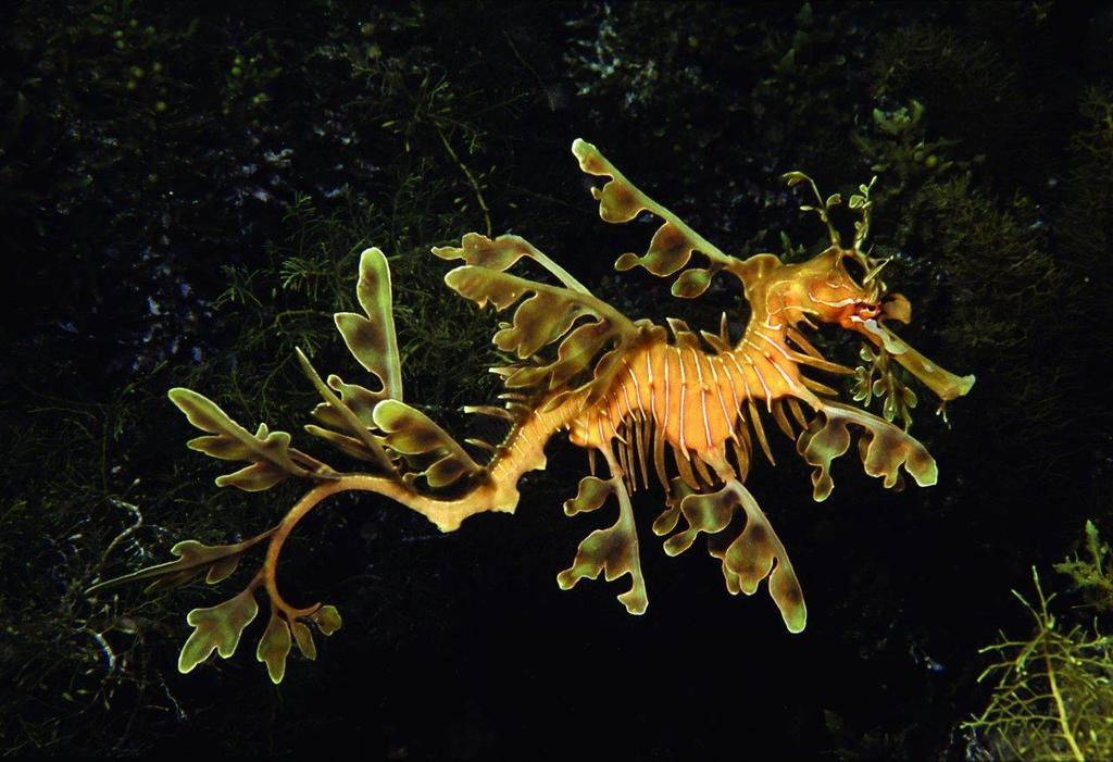 (Phycodurus) - Marine Life Identification