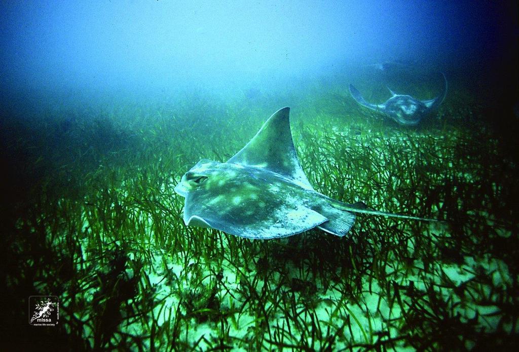 New Zealand Eagle Ray on January 1, 1990 by Marine Life Society of SA ...
