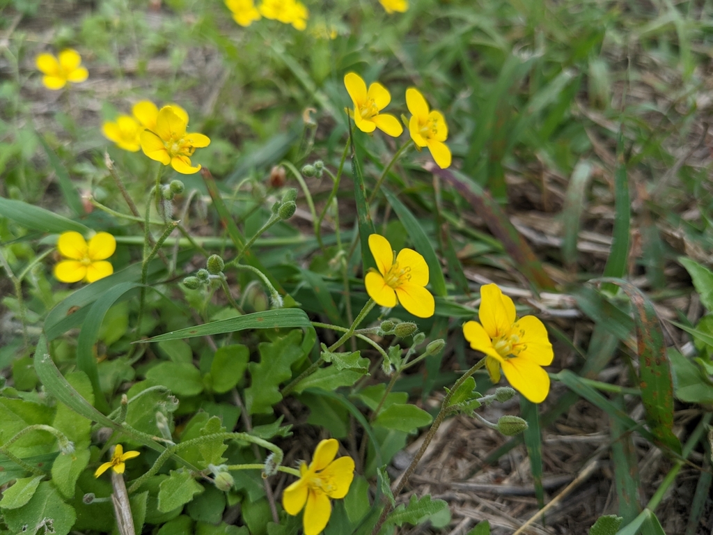 Roughpod Bladderpod from Harlingen, TX, USA on April 16, 2023 at 11:25 ...