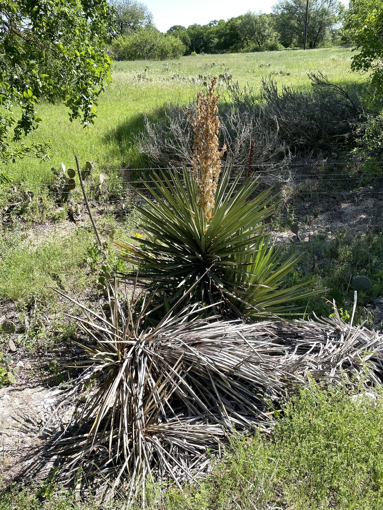 Spanish dagger from Maxdale Rd, Killeen, TX, US on April 16, 2023 at 10 ...