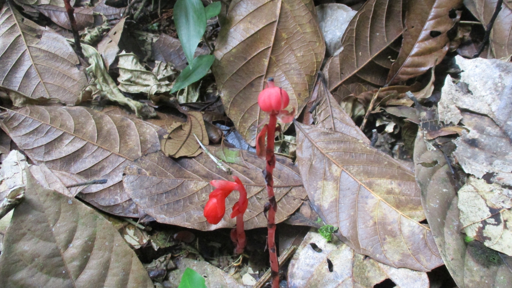 Monotropa coccinea Zucc.