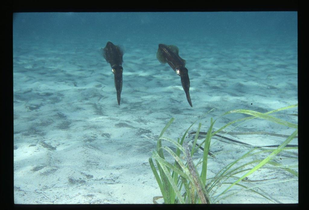 Southern Reef Squid from Normanville, SA on January 31, 2006 by Marine ...