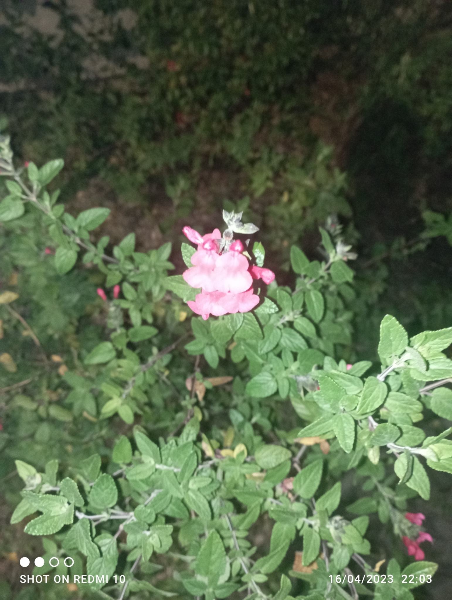 Salvia microphylla Kunth