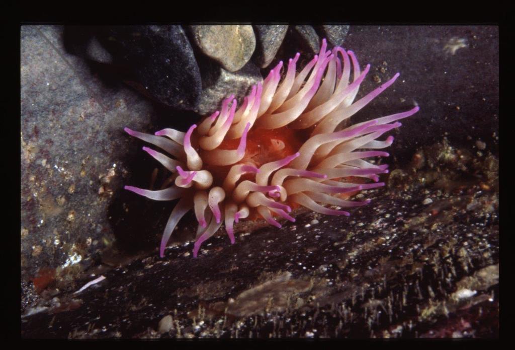 Epiactis on January 01, 1990 by mlssa · iNaturalist