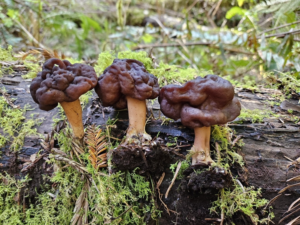 Gyromitra splendida in April 2023 by Mandy Hackney. Growing on deadwood ...