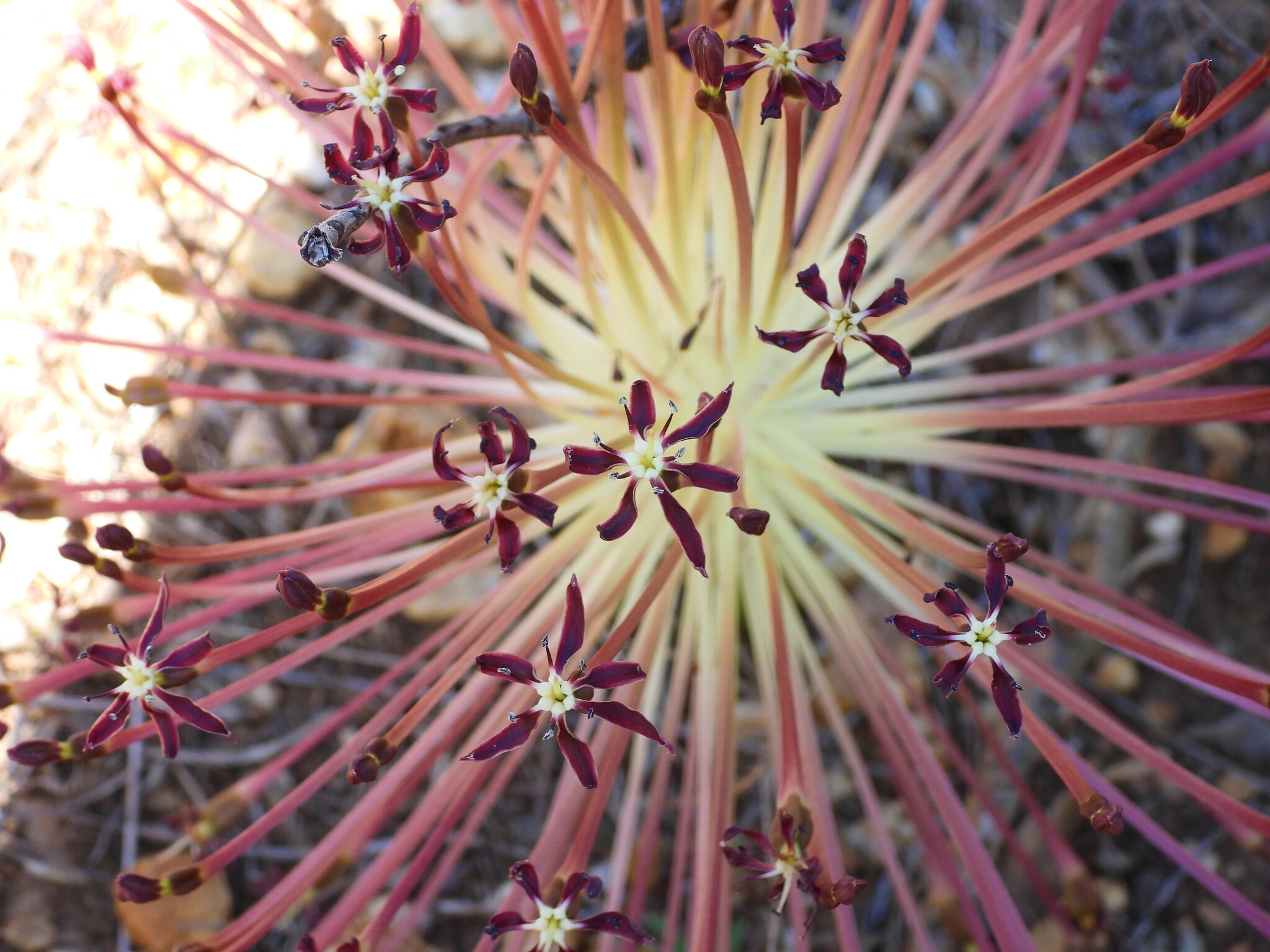 Crossyne guttata (L.) D.Müll.-Doblies & U.Müll.-Doblies