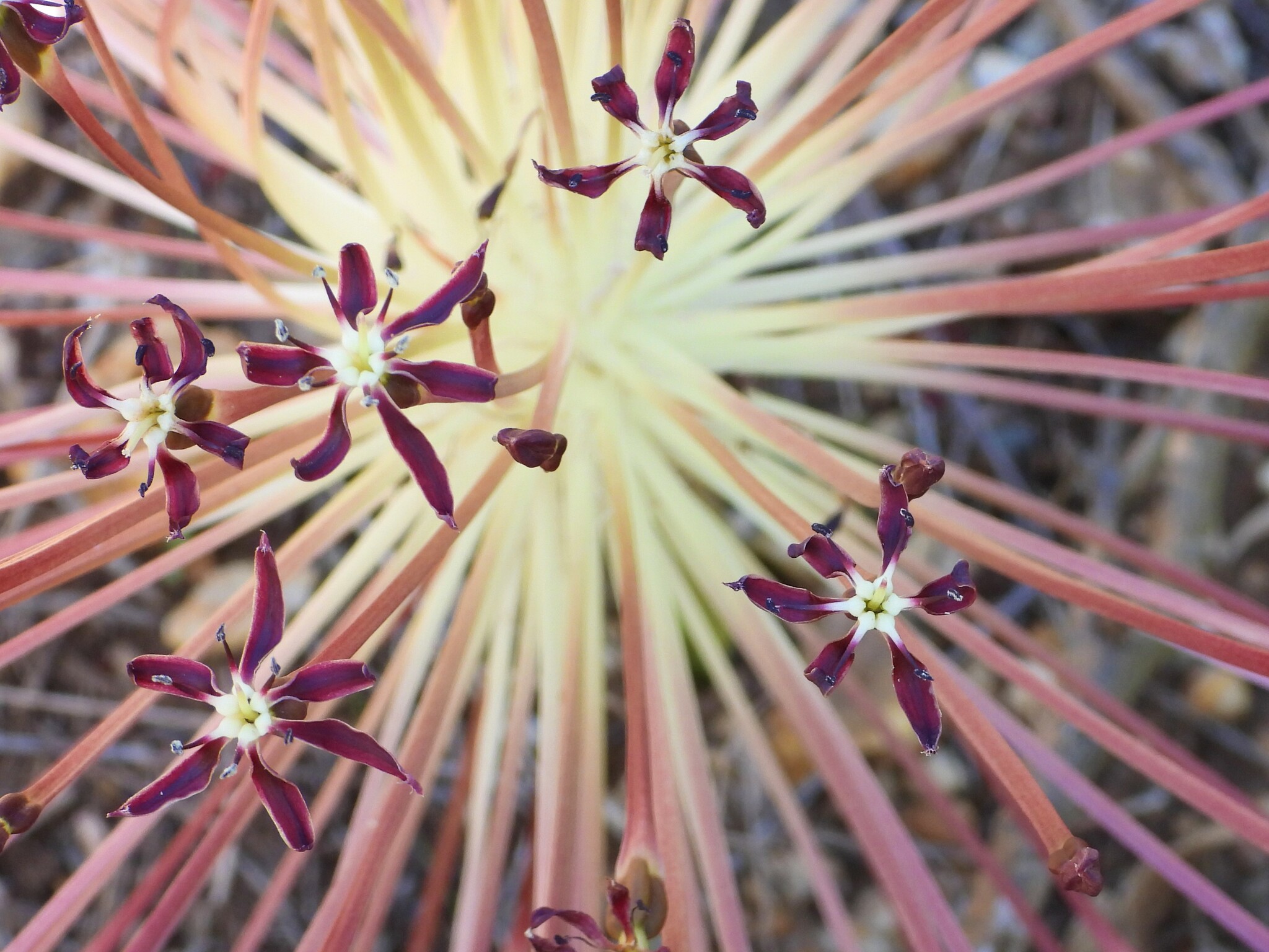 Crossyne guttata (L.) D.Müll.-Doblies & U.Müll.-Doblies
