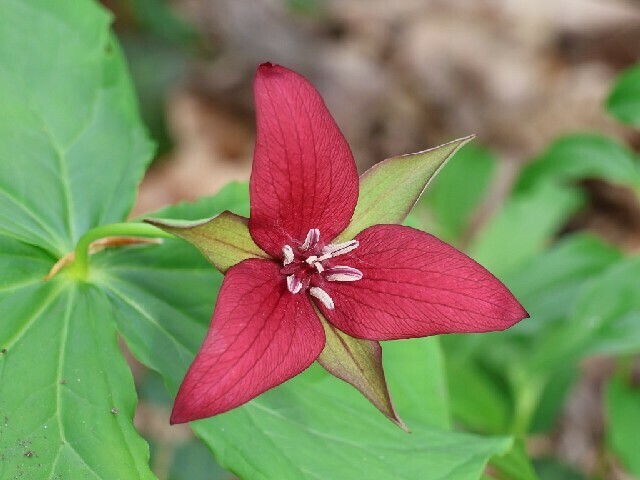red trillium from Mill Neck, NY, USA on April 16, 2023 at 01:18 PM by ...