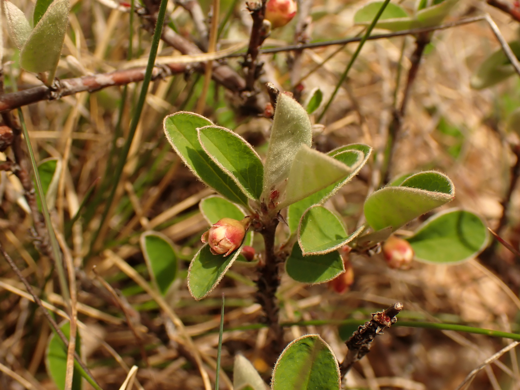 Cotoneaster integerrimus Medik.