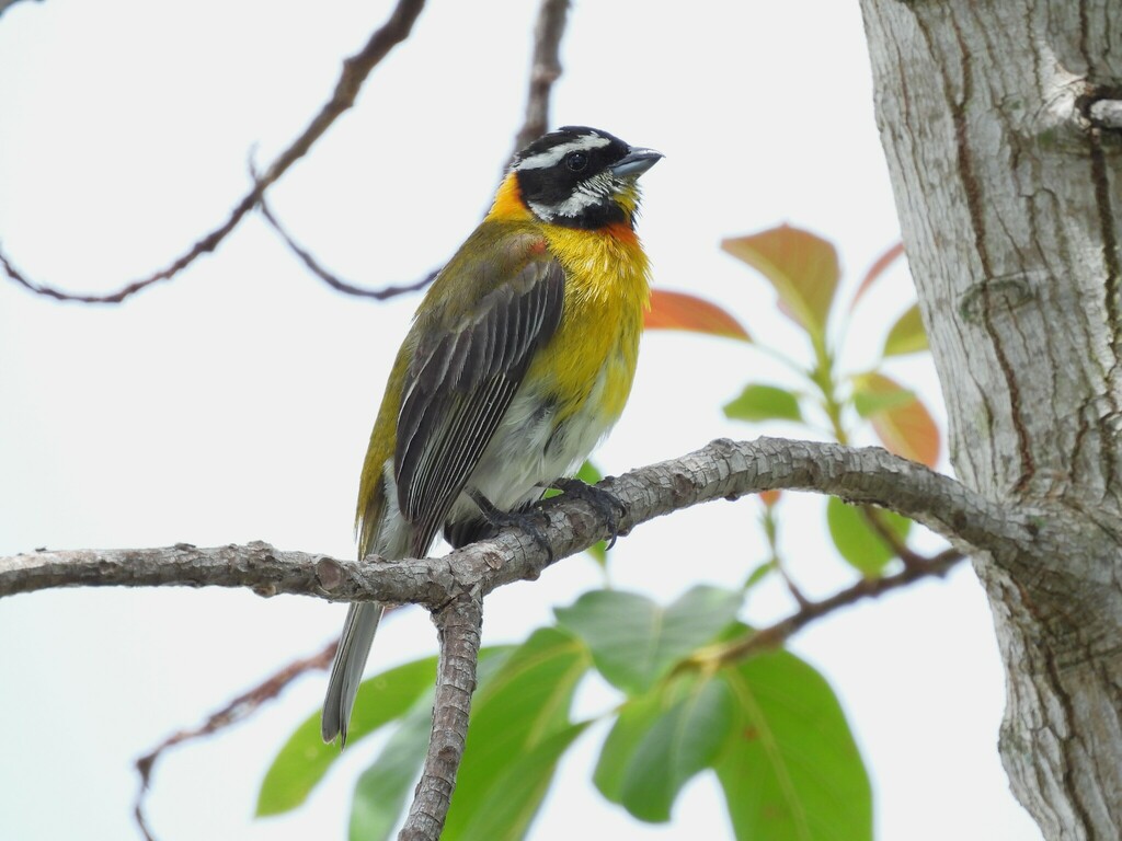 Puerto Rican Spindalis from Hoyo Mulas, Carolina, Puerto Rico on April ...