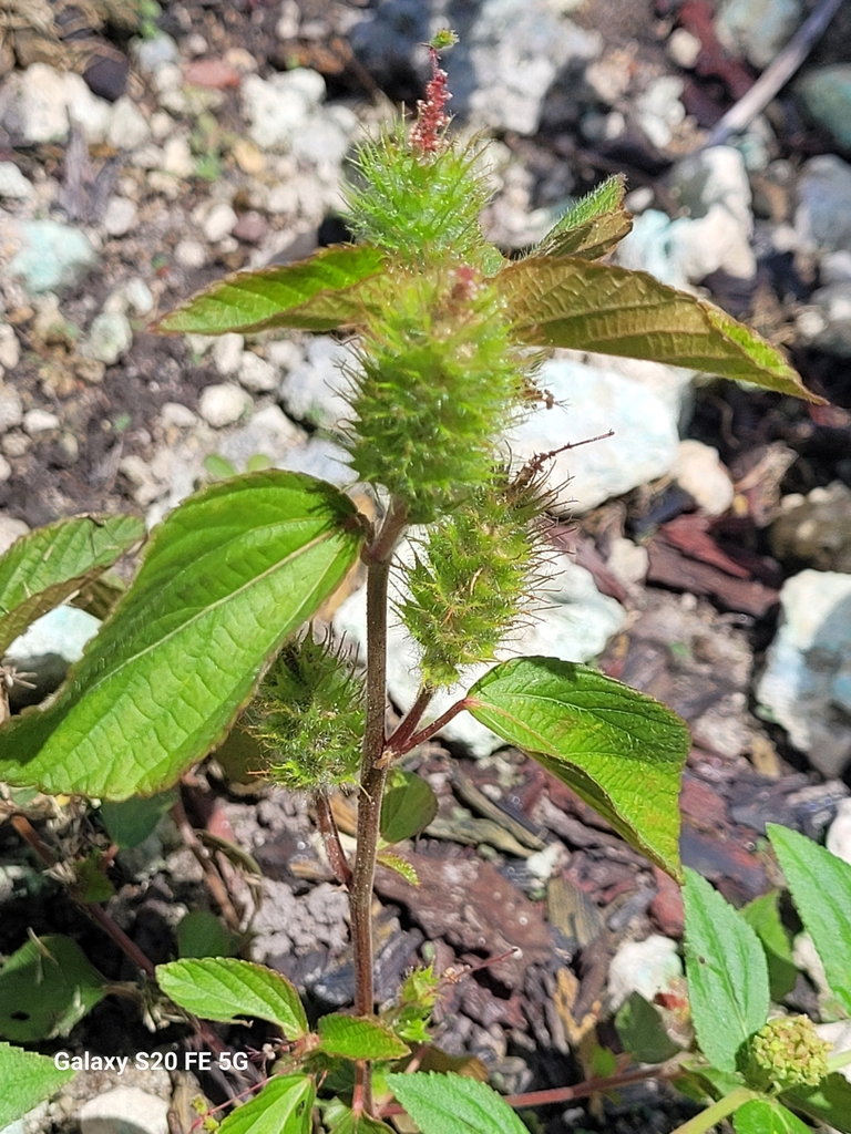 Field Copperleaf from Miami, FL 33174, USA on April 16, 2023 at 01:06 ...