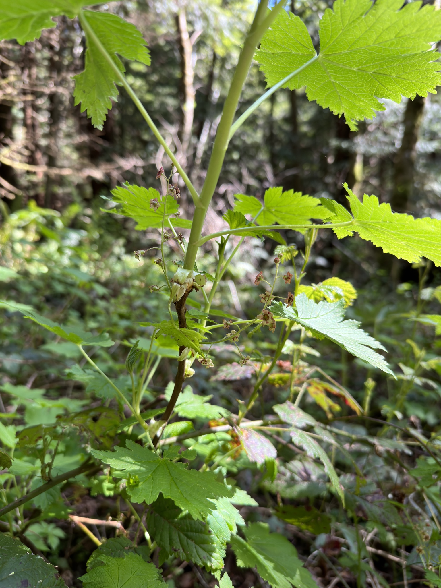 Ribes laxiflorum Pursh