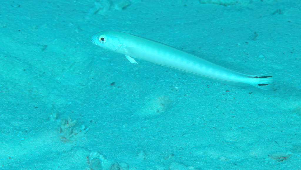 Flagtail Blanquillo from Cagayancillo, Palawan, Philippines on March 22 ...