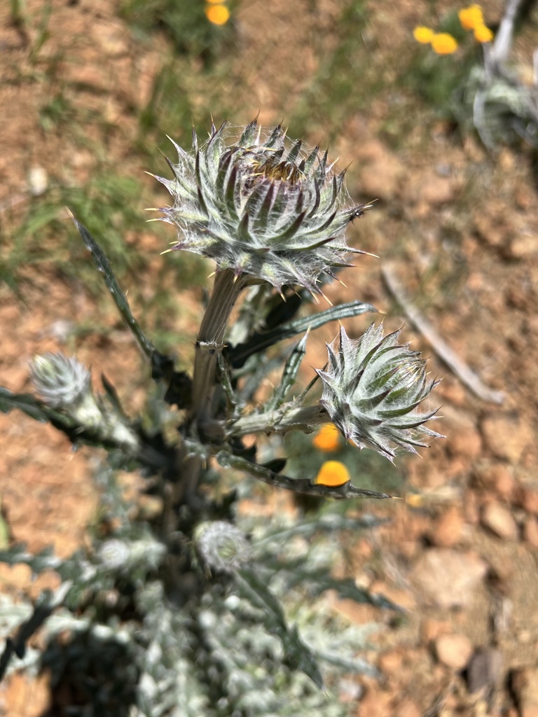 Cobwebby Thistle from Mount Diablo State Park, Clayton, CA, US on April ...