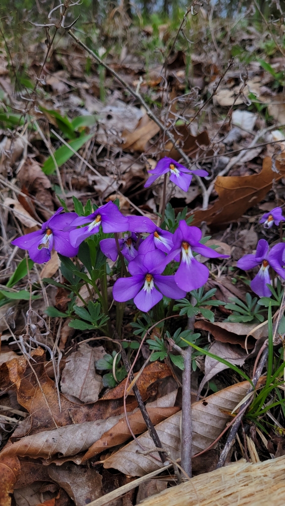 bird's foot violet in April 2023 by Tyson Gregory · iNaturalist