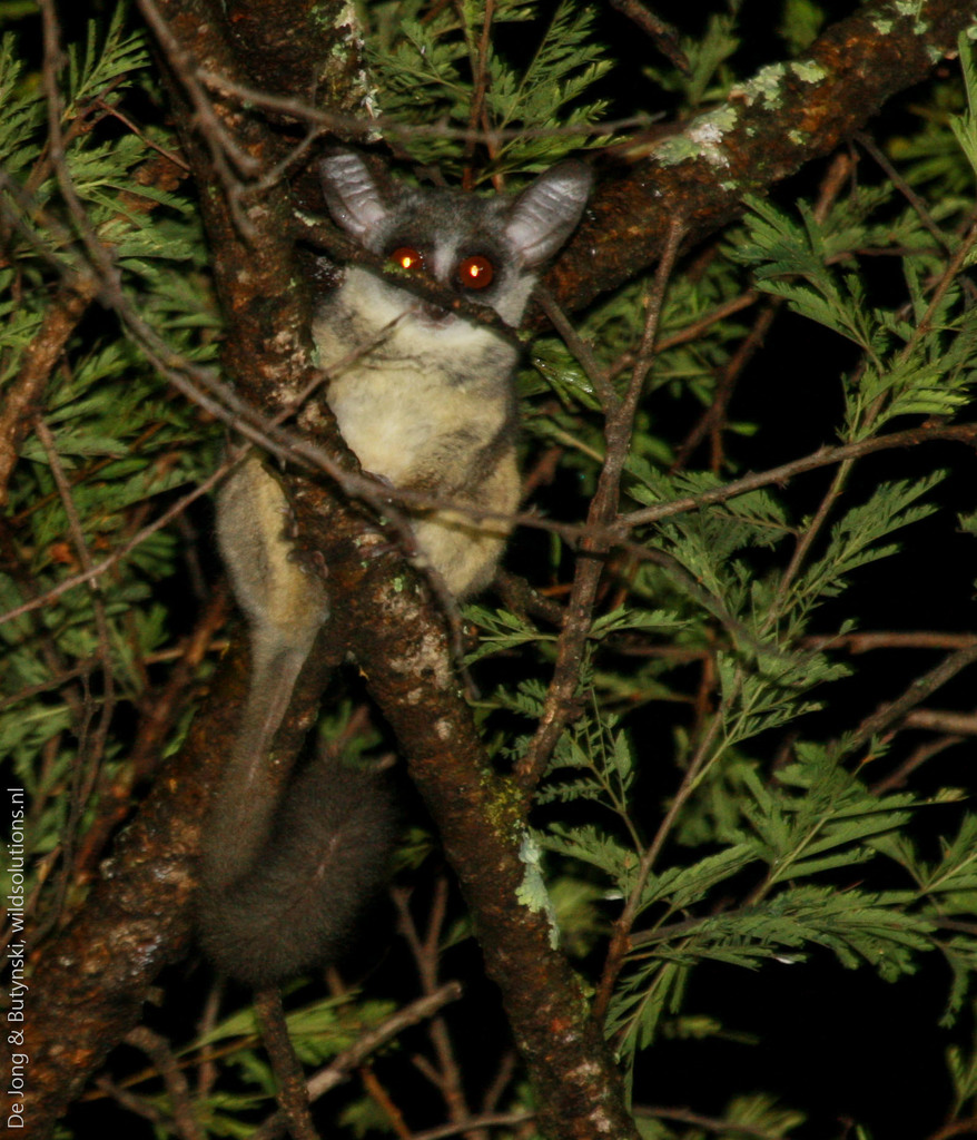 Senegal Lesser Galago (Galago senegalensis senegalensis) - Know Your ...