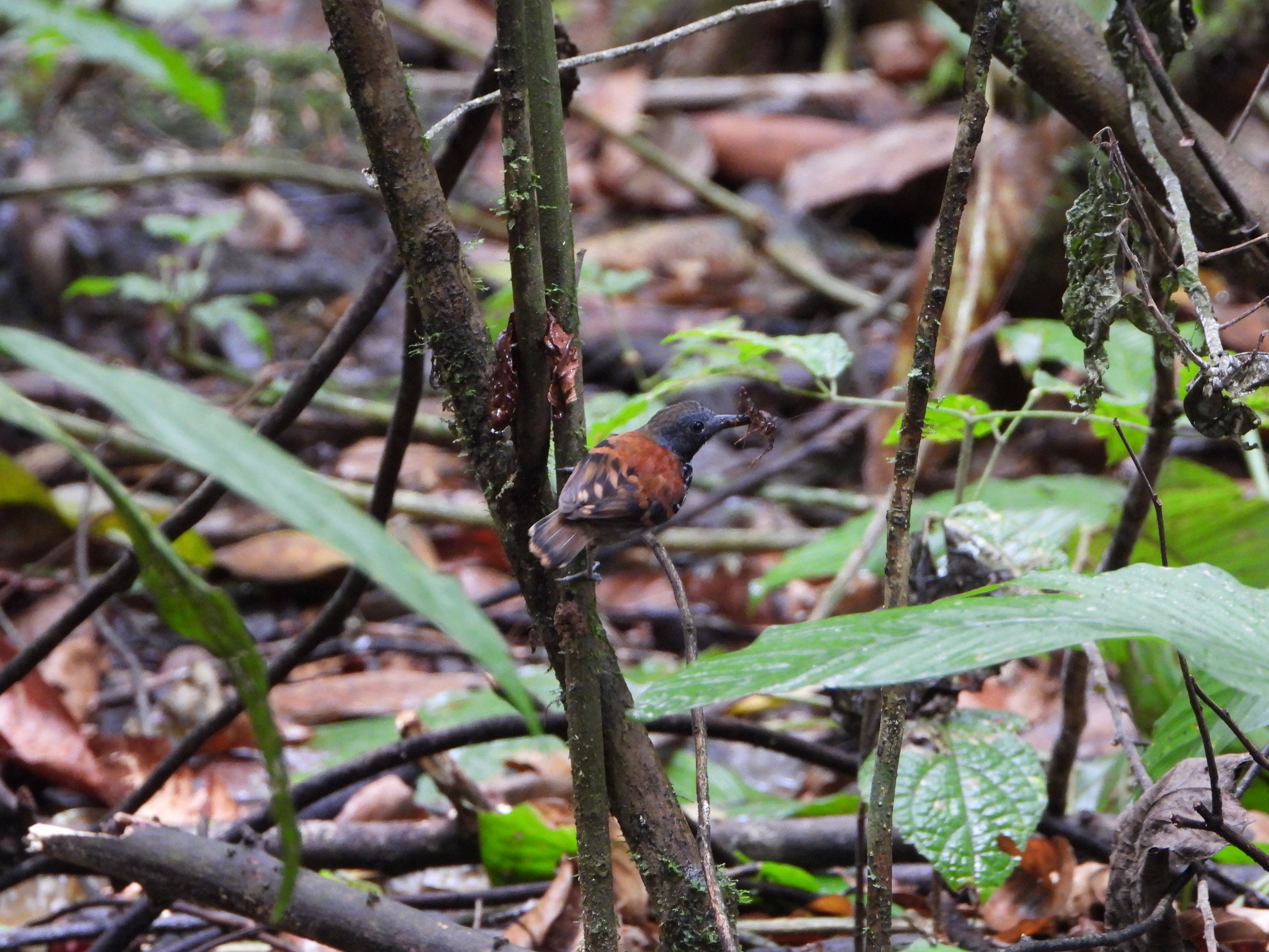 Hylophylax Ridgway, 1909