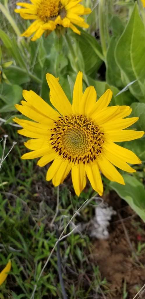 arrowleaf balsamroot from The Dalles, OR 97058, USA on April 15, 2023 ...