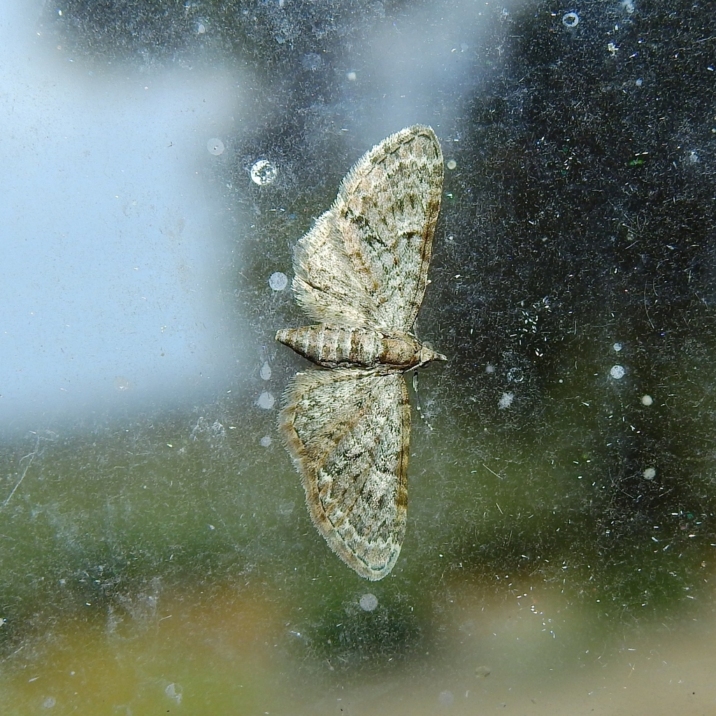 Pug Moths & Allies from 2890, Portugal on April 12, 2023 at 11:36 AM by ...