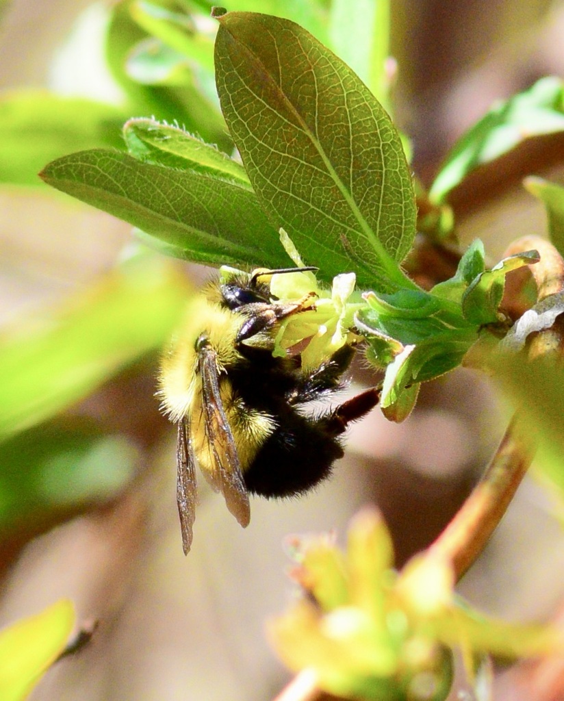 Bumble Bees from 320 Browns Trace Rd, Jericho, VT 05465, USA on April ...