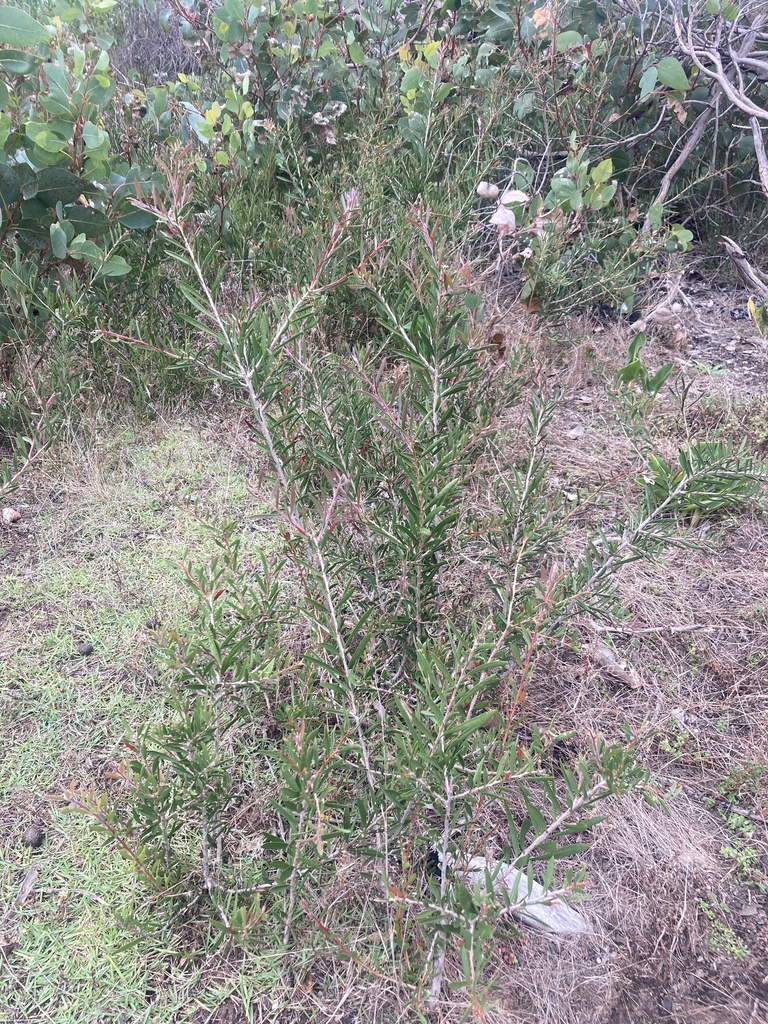 Melaleuca rugulosa from Kangaroo Island, Karatta, SA, AU on April 12 ...