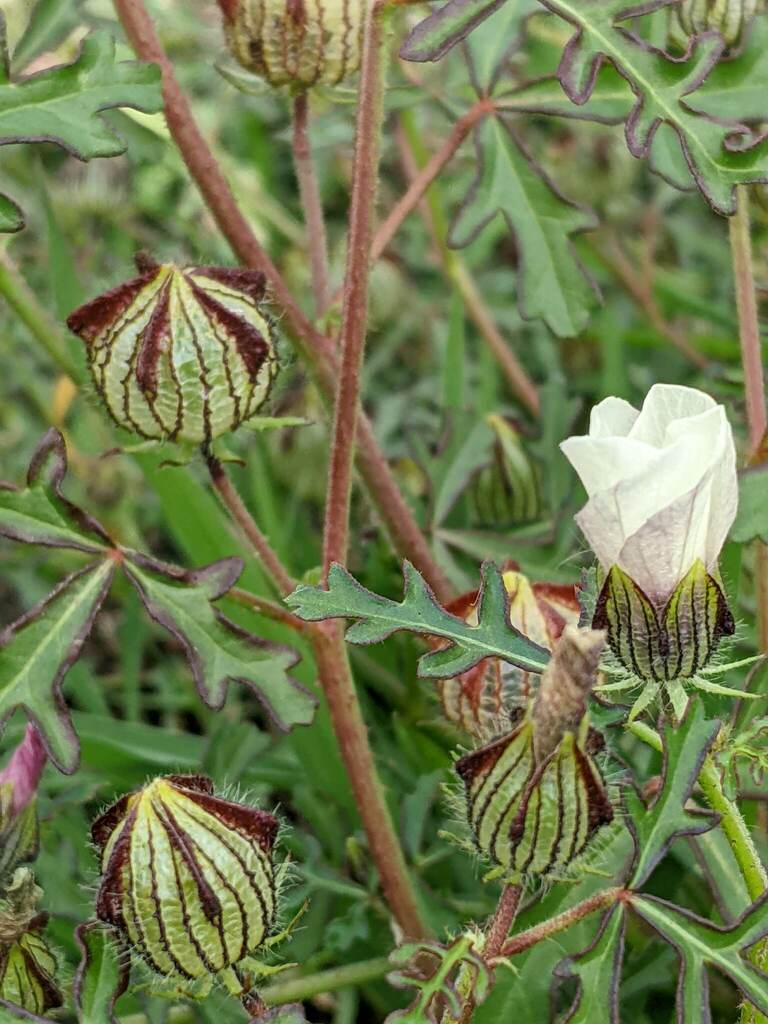 Hibiscus tridactylites from Elsmore NSW 2360, Australia on April 16 ...