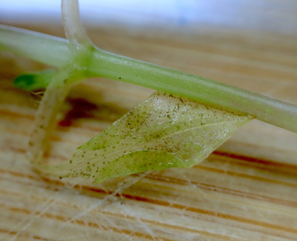Septoria stellariae from Alservorstadt, Wien, Österreich on April 15 ...