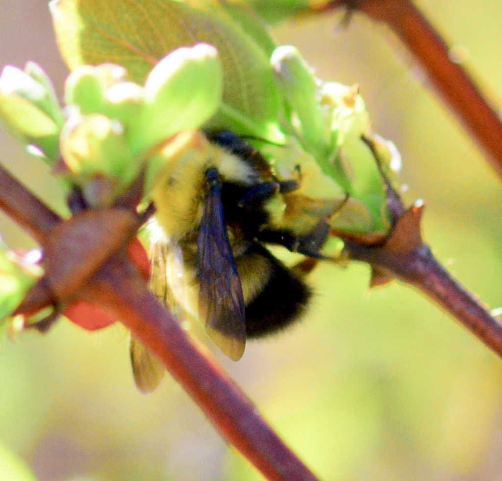 Bumble Bees from 320 Browns Trace Rd, Jericho, VT 05465, USA on April ...