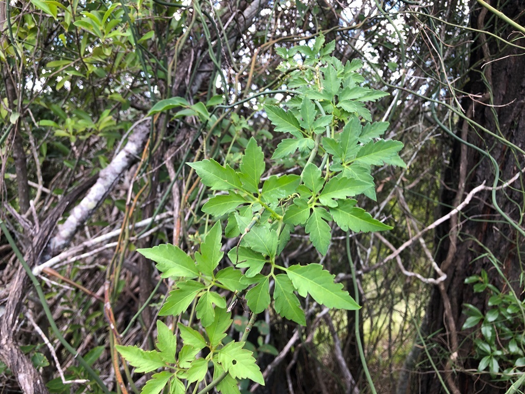 Slender Grape from Gladfield QLD 4370, Australia on April 15, 2023 at ...