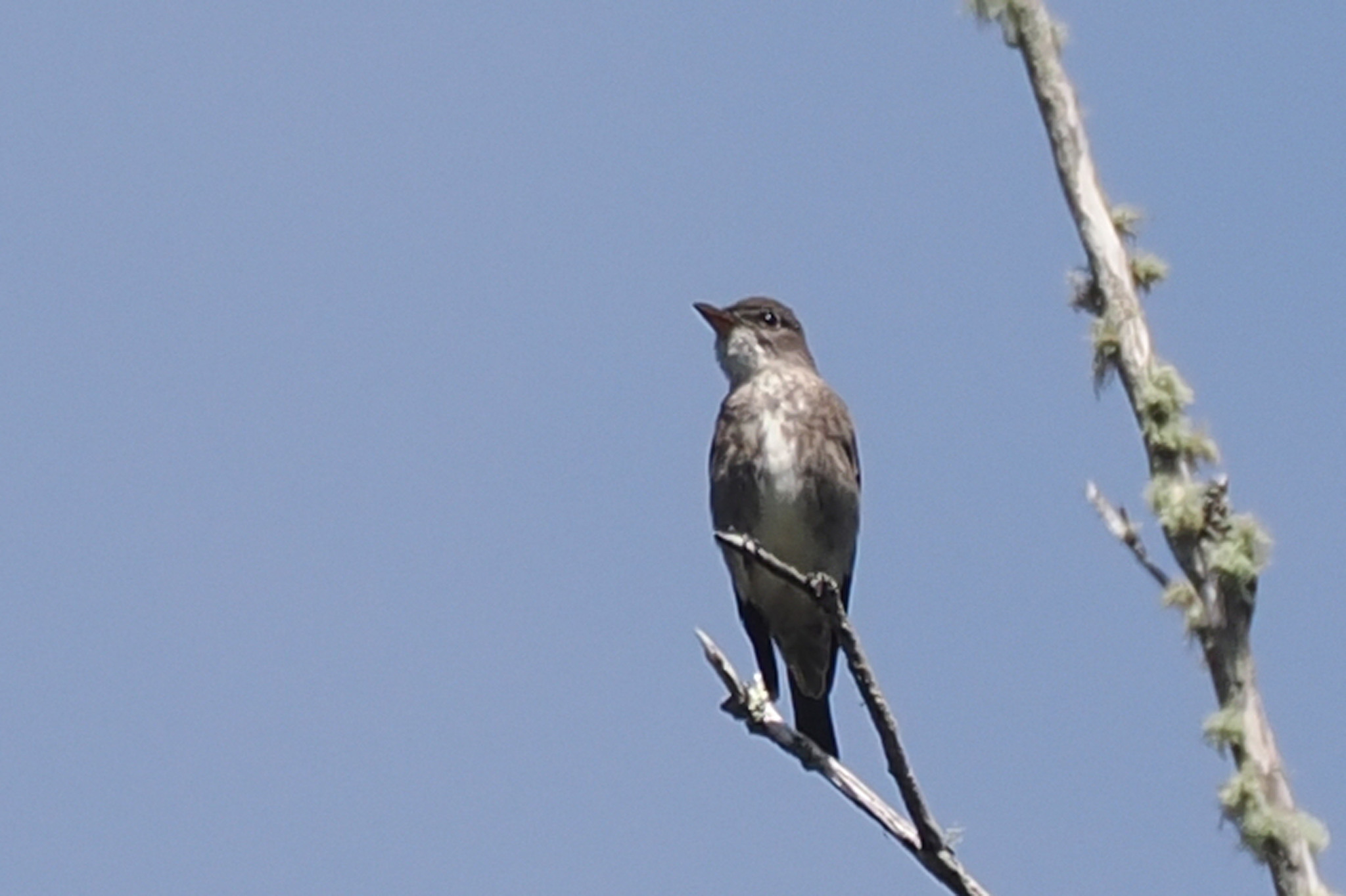 Contopus cooperi (Nuttall, 1831)